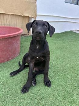 Obi-Wan - Puppy Area