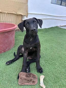 Obi-Wan - Puppy Area