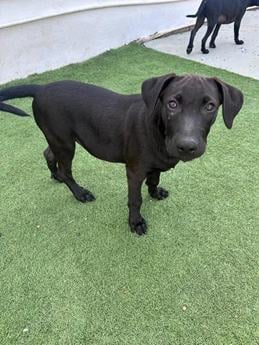 Obi-Wan - Puppy Area