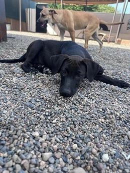 Obi-Wan - Puppy Area