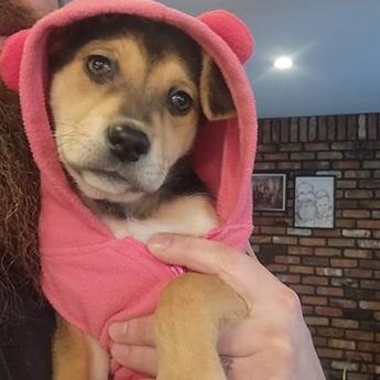 Polly Pocket - Puppy Area