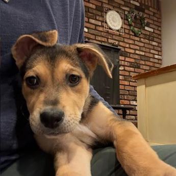 Polly Pocket - Puppy Area