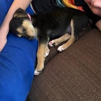 Polly Pocket - Puppy Area