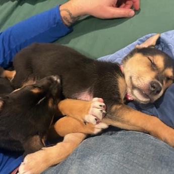 Polly Pocket - Puppy Area